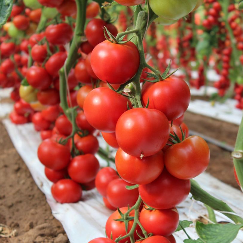 New Collection 2023 - Harmoniz