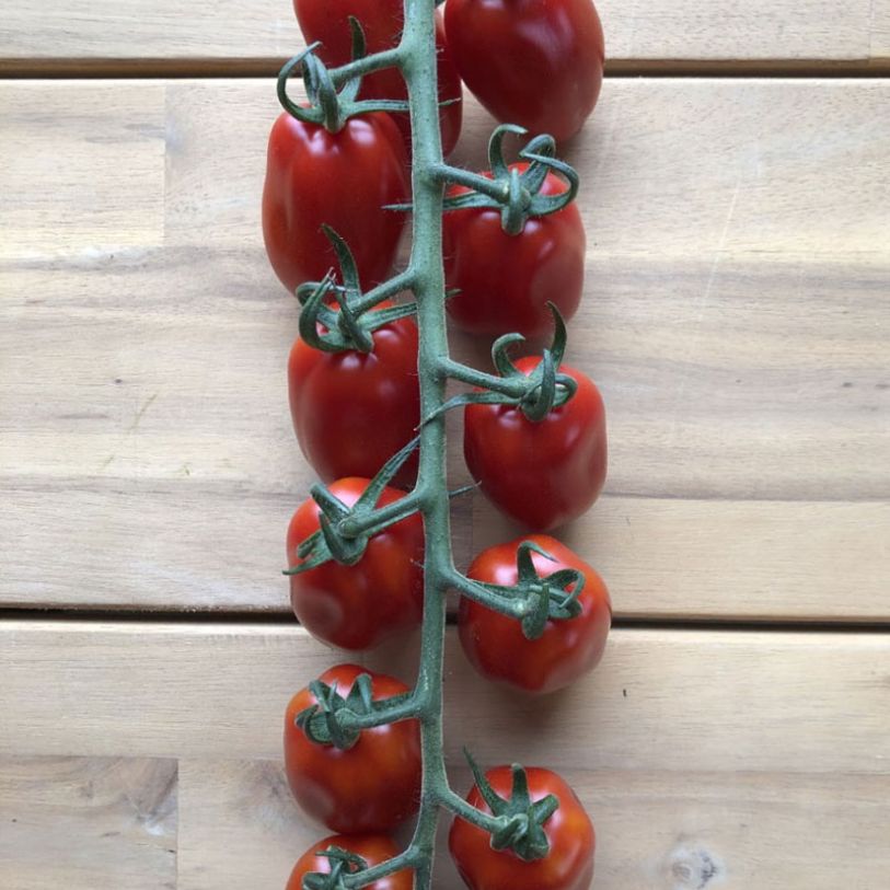 Pepper - New Collection 2024 - Harmoniz