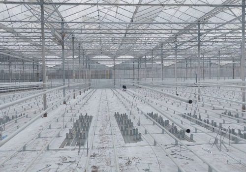 A unique ToBRFV-inoculation system for a new generation of resistant ...