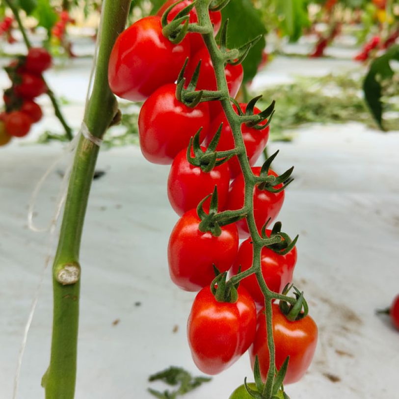 Pepper - New Collection 2024 - Harmoniz