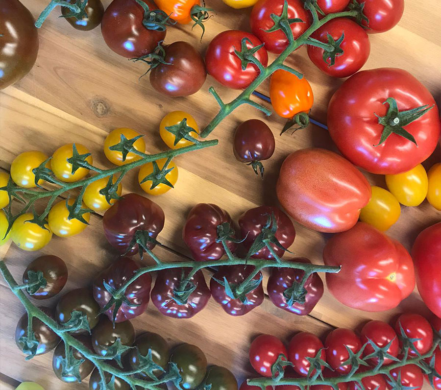 Harmoniz at "Professional Greenhouse of Russia" Exhibition - Harmoniz