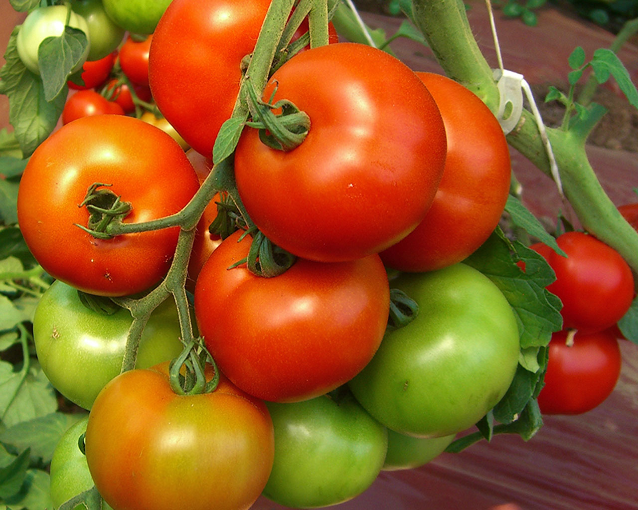 Nemo Netta - Harmoniz